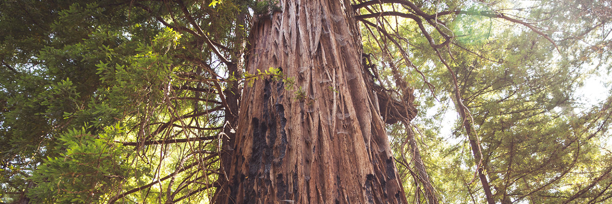 The Oldest Known Redwood Tree in Monterey County - Big Sur Land Trust